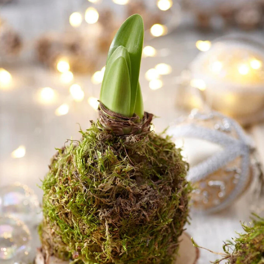 What to Plant in the Spring: The Best Bulbs for This Season | Power Planter