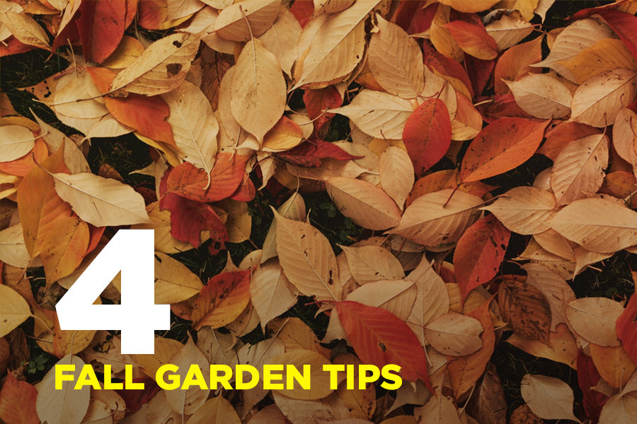 4 Fall Garden Tips to Prepare for the Season