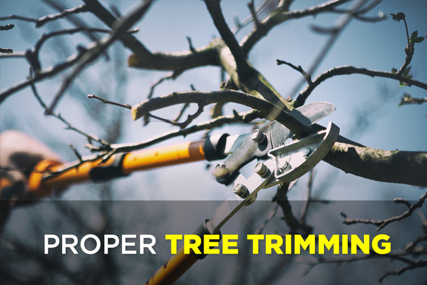 Proper Tree Trimming