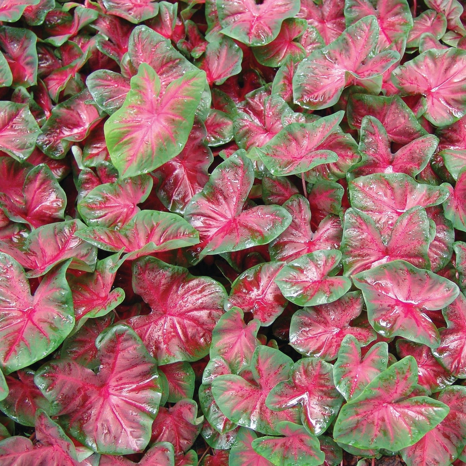 Red Alert Jumbo Caladium Bulbs